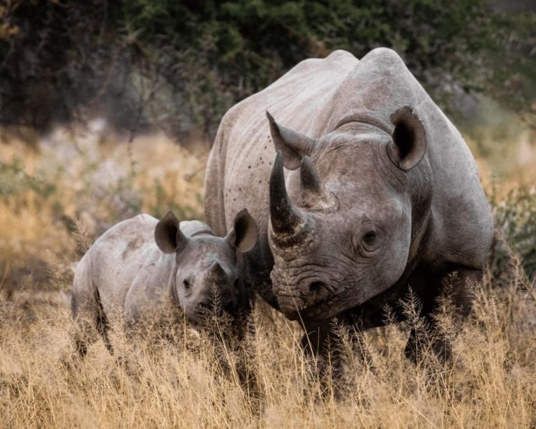 Careers - Leoceros | GROW YOUR CAREER WITH LEOCEROS